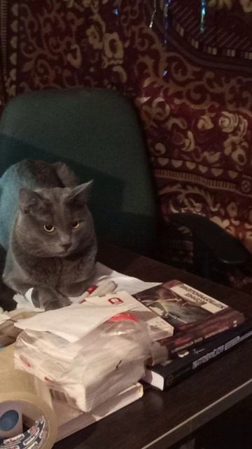 Кот Атос помогает работать! #shorts #котатос #животные #котработает #милота