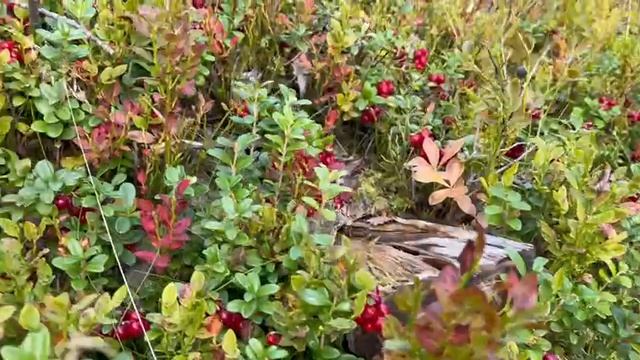 Ягоды и Грибы. База отдыха Эдем Карелия