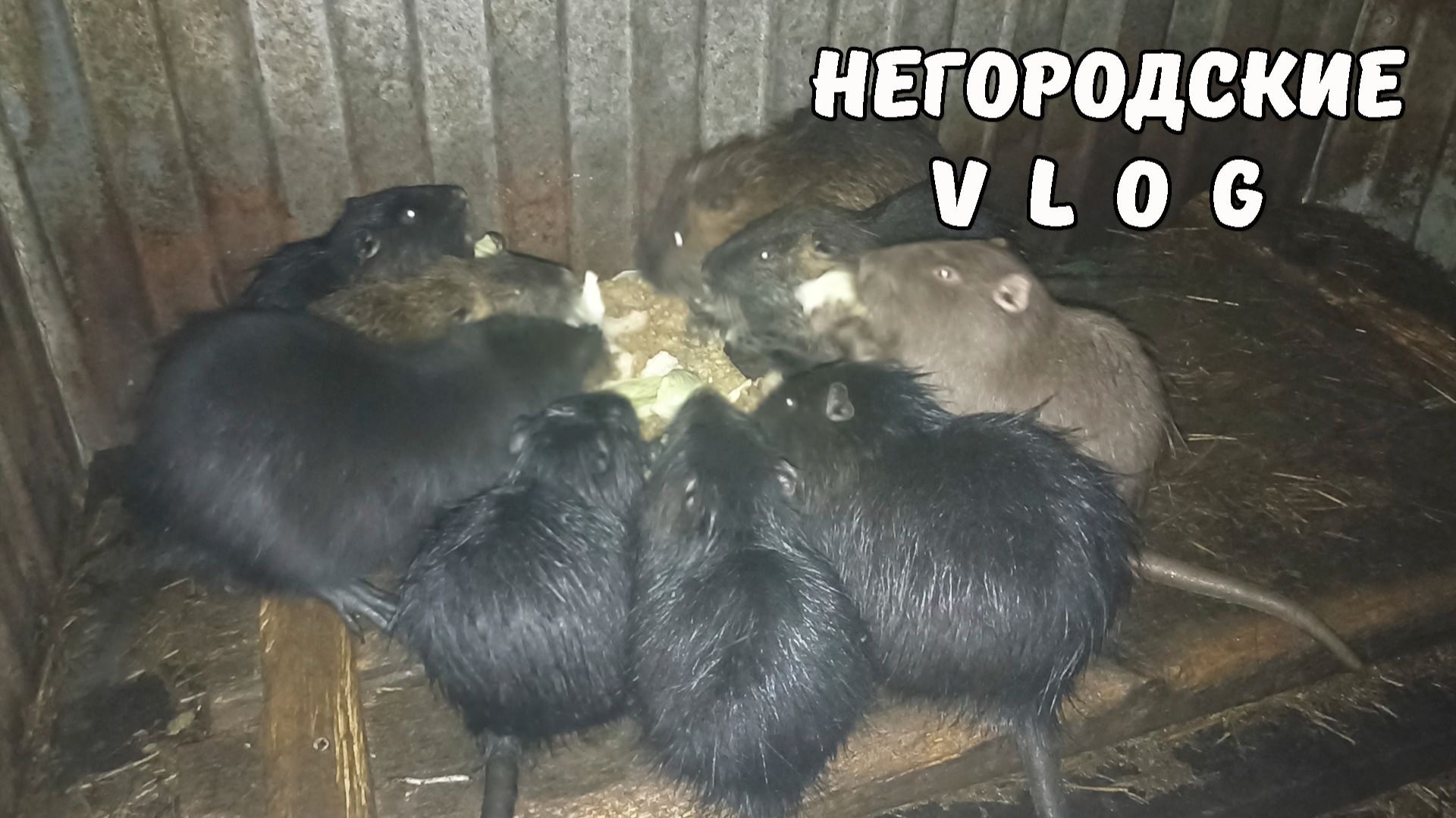 На хозяйстве всегда шумно и весело! 01.02.26