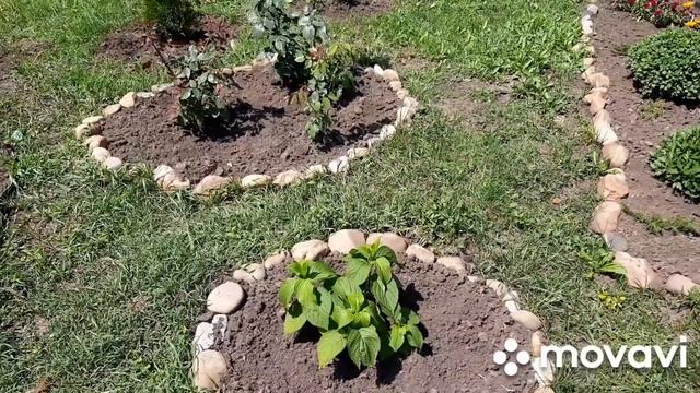 Обзор участка в середине первого лета на Кубани