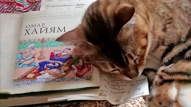 Питерский кот-мудрец