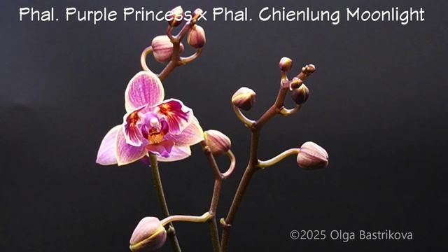 Phal. Purple Princess x Phal. Chienlung Moonlight TL