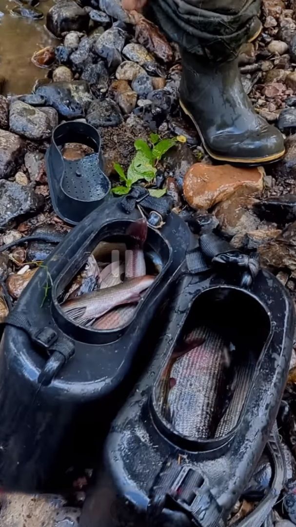 Крупные хариусы. Удачное завершение рыбалки.