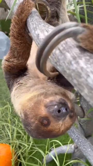 Как вам такие когти? 🦥
Длинные когти нужны ленивцам в первую очередь для безопасного 🦥🙀🐱