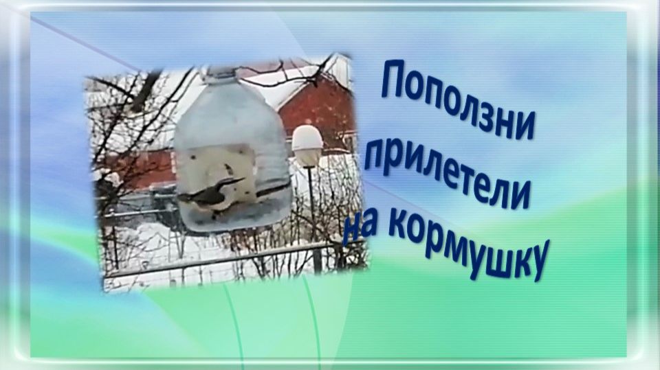 Поползни прилетели на кормушку