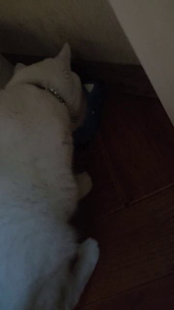 Милка поглощает индюшатину