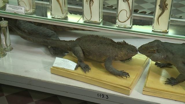 Между прочим. Гадский вопрос. Есть ли что-то общее между ящерицей и динозаврами?