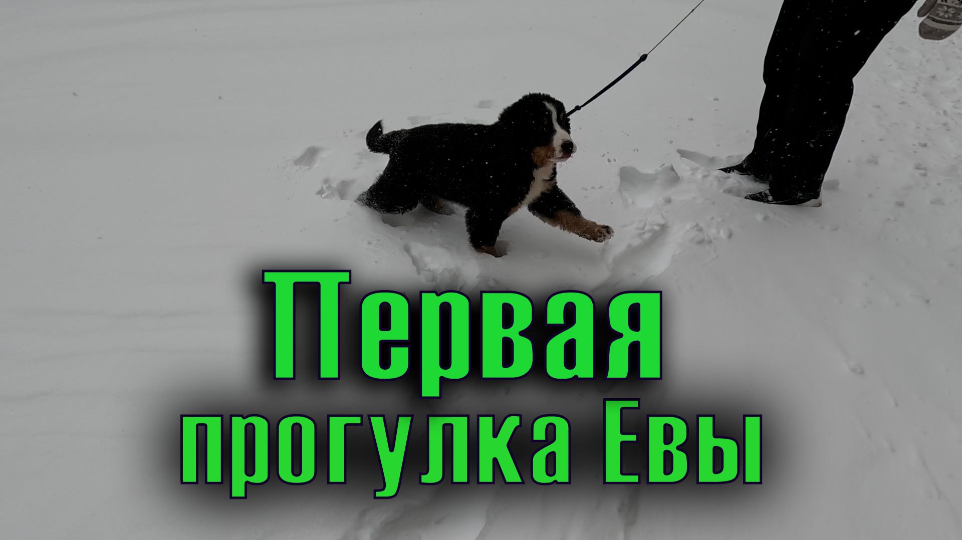 Первая прогулка. Щенок Ева бернский зенненхунд первый раз выводится на прогулку.
