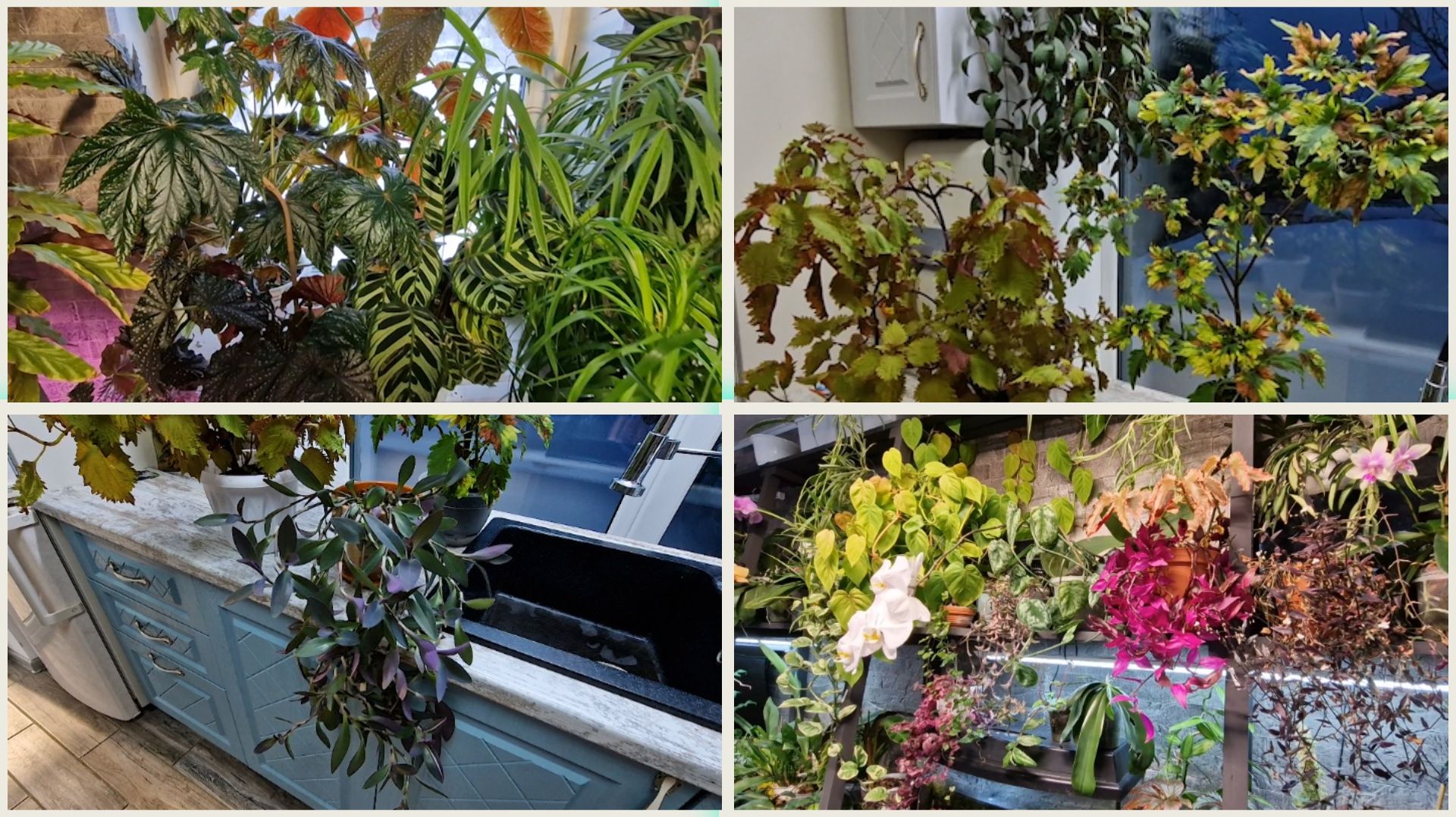 Домашние цветы на подоконнике и в оранжерее в морозы под тридцать.