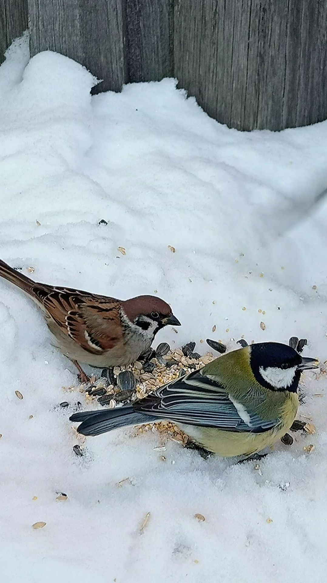 Воробьи и Синички на кормушке