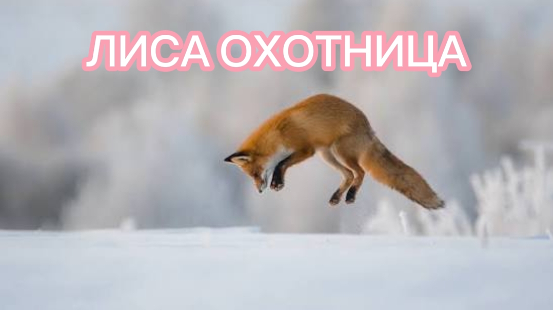ЛИСА ОХОТИТСЯ.