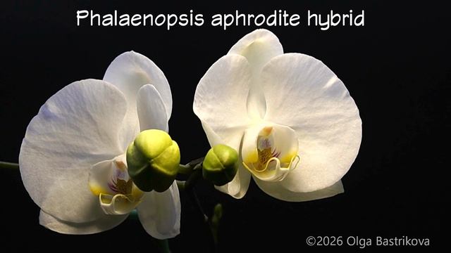 Phalaenopsis aphrodite hybrid
