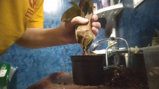 Кротон из Пятëрочки