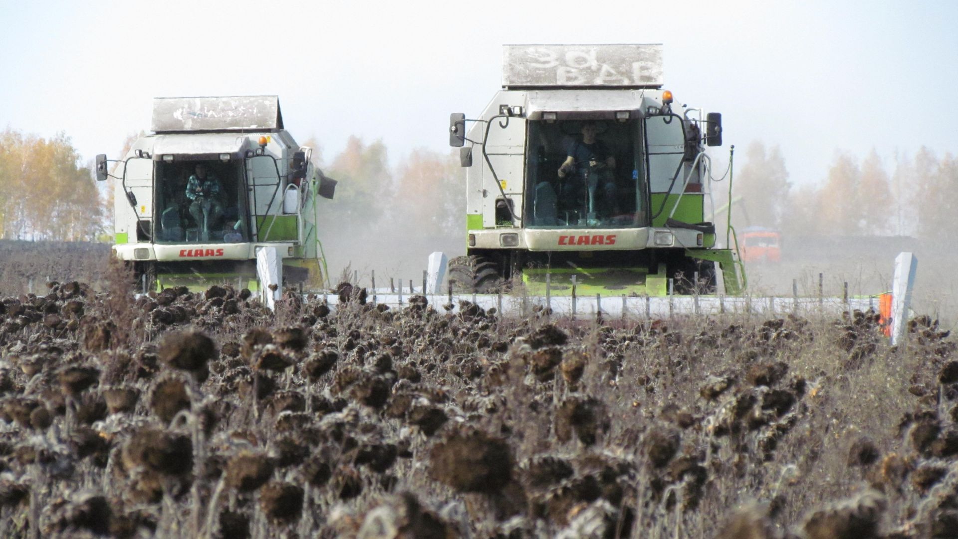 Уборка подсолнечника по первому снегу! Зерноуборочные комбайны "СLAAS"