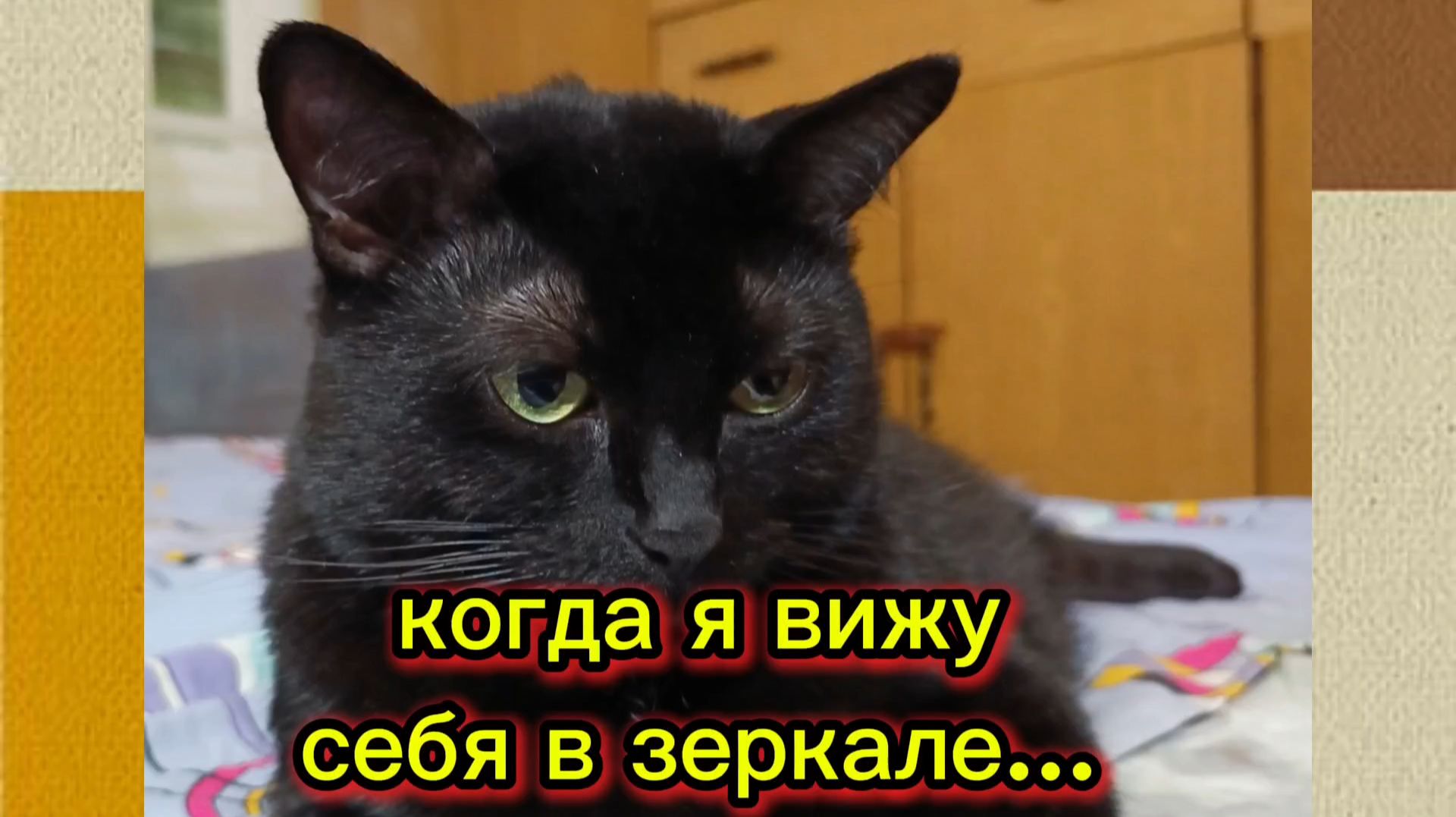 КОШКИ С ОЗВУЧКОЙ.