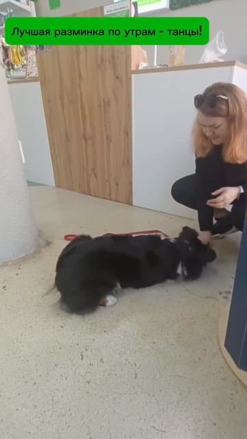 Собачья зарядка в Мистер Гав