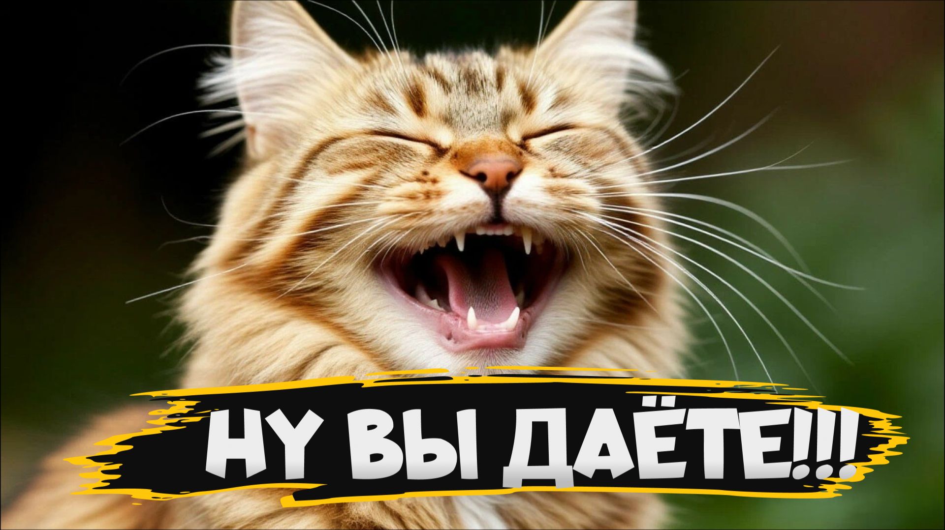 Смешные видео с кошками и собаками