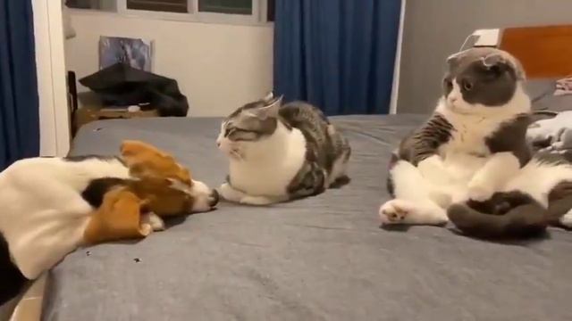 Выдержка топчика против сабакена