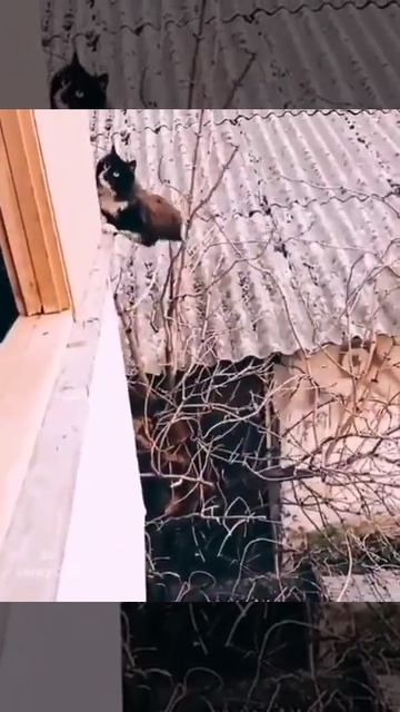 Топчик и миссия выполнима