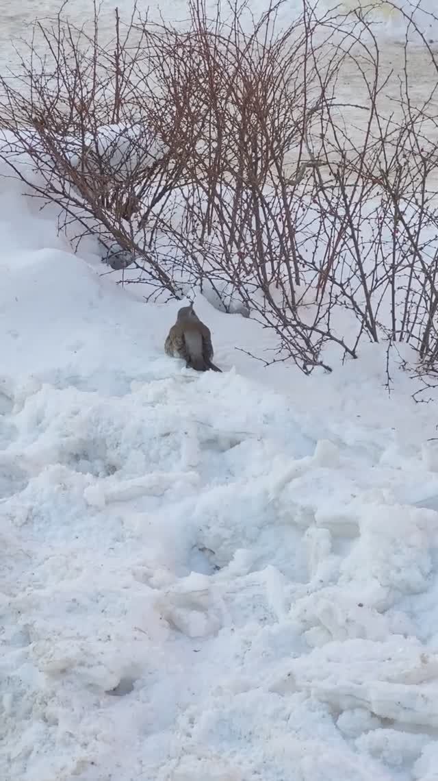 Дрозд-рябинник в центре Калининграда