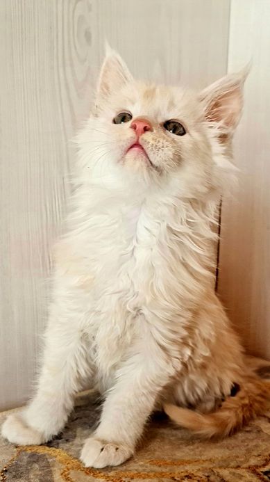 Котенок Мейн кун Зефир