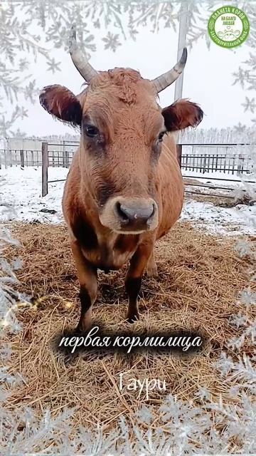 В деревне корова — первая кормилица
