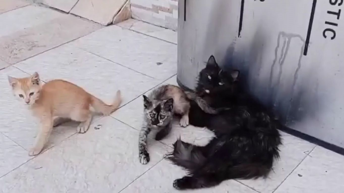 Кошка и игривые котята