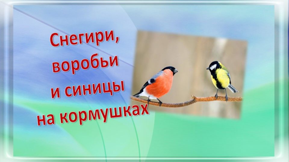 Снегири, воробьи и синицы на кормушках
