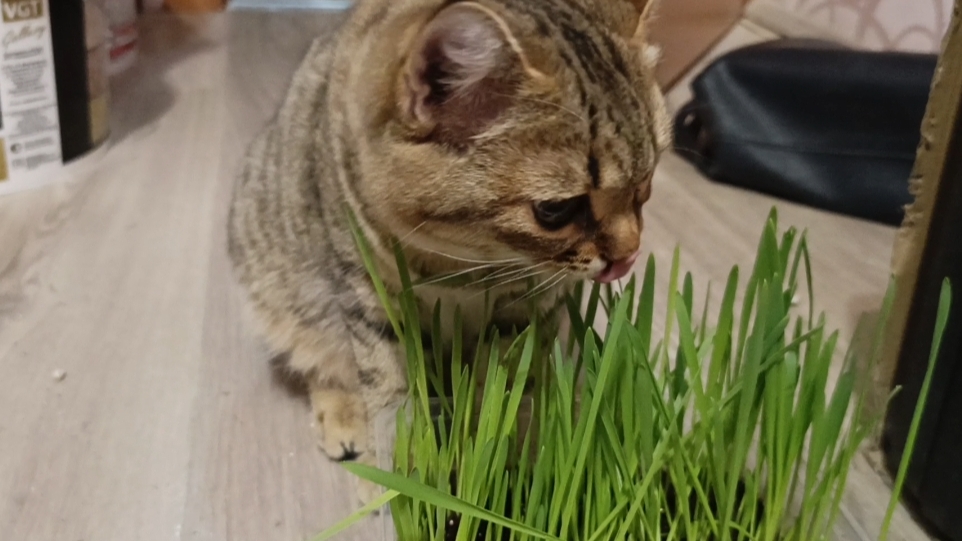 Кошки любят свежую траву