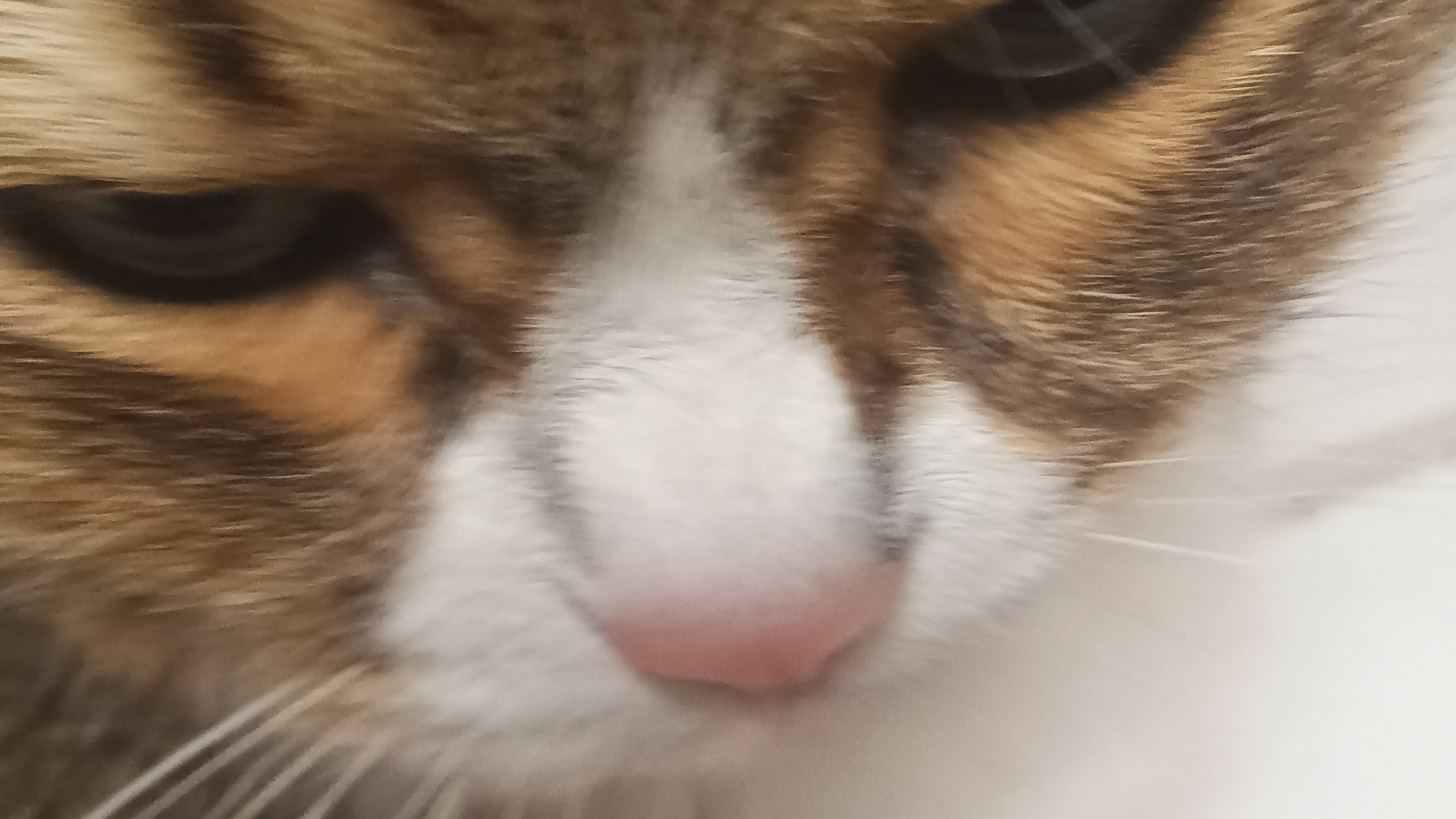 мяудовс (рофл)