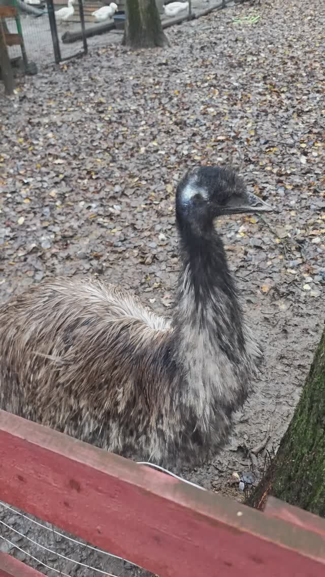 Страусы Контактный зоопарк | Vnukovo Premium Outlet #внуково #страусы #москва