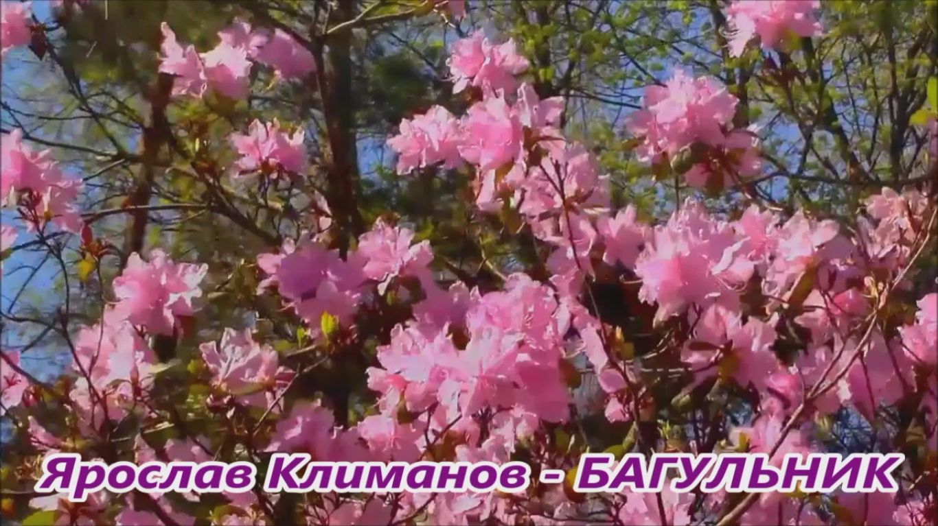 Ярослав Климанов - БАГУЛЬНИК