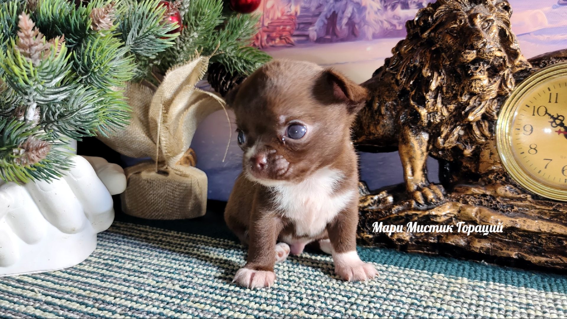 #Цены ОТ 80 тр #чихуахуа_МИНИ_и_МИКРО +79215950848 #купить_щенка_чихуахуа_продаю #чихуахуа_вес_мини