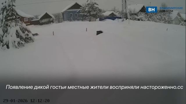 В Гусь-Хрустальном округе к людям вышла рысь