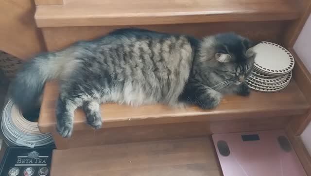 Пересадила цветок//Люся дизайнер!