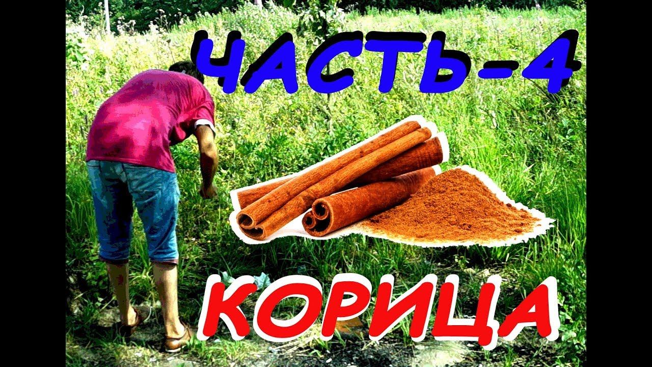 М против Ж Челлендж / Часть 4 - Корица. Челлендж с корицей