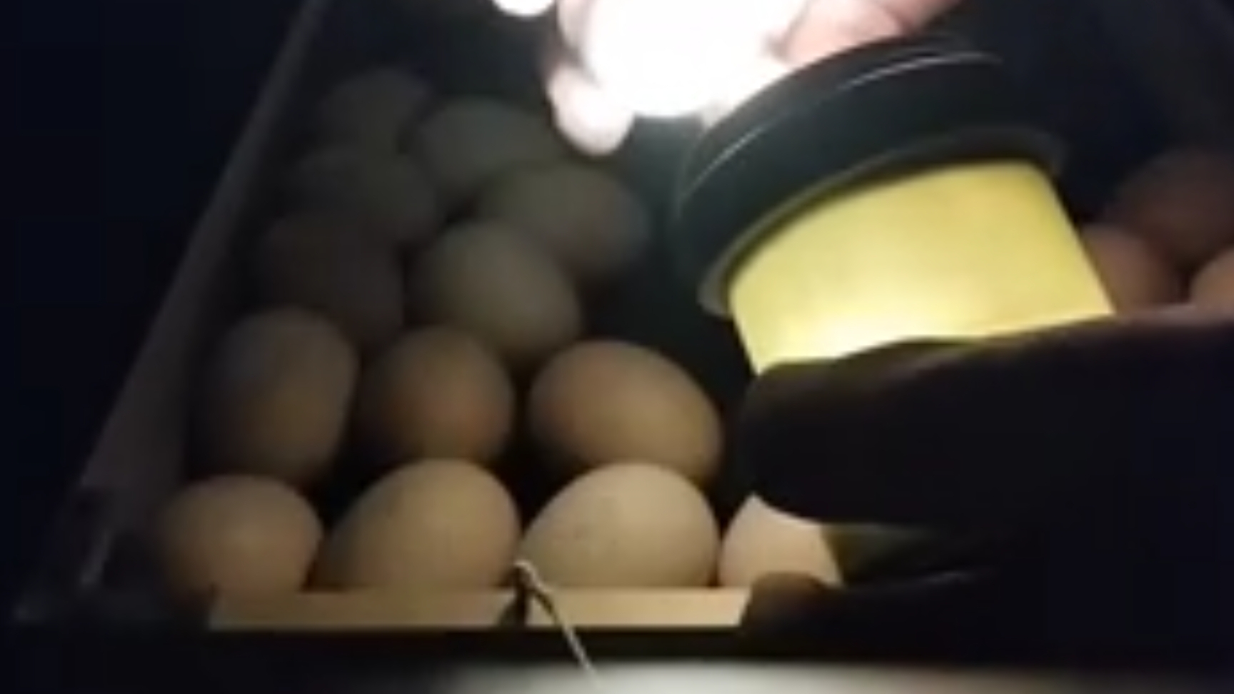 Инкубация куриных яиц в 2025 год. Овоскопирование. (первая инкубация)