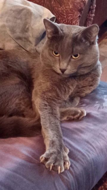 Кот Атос показывает когти! #shorts #котатос #когти #животные #милота