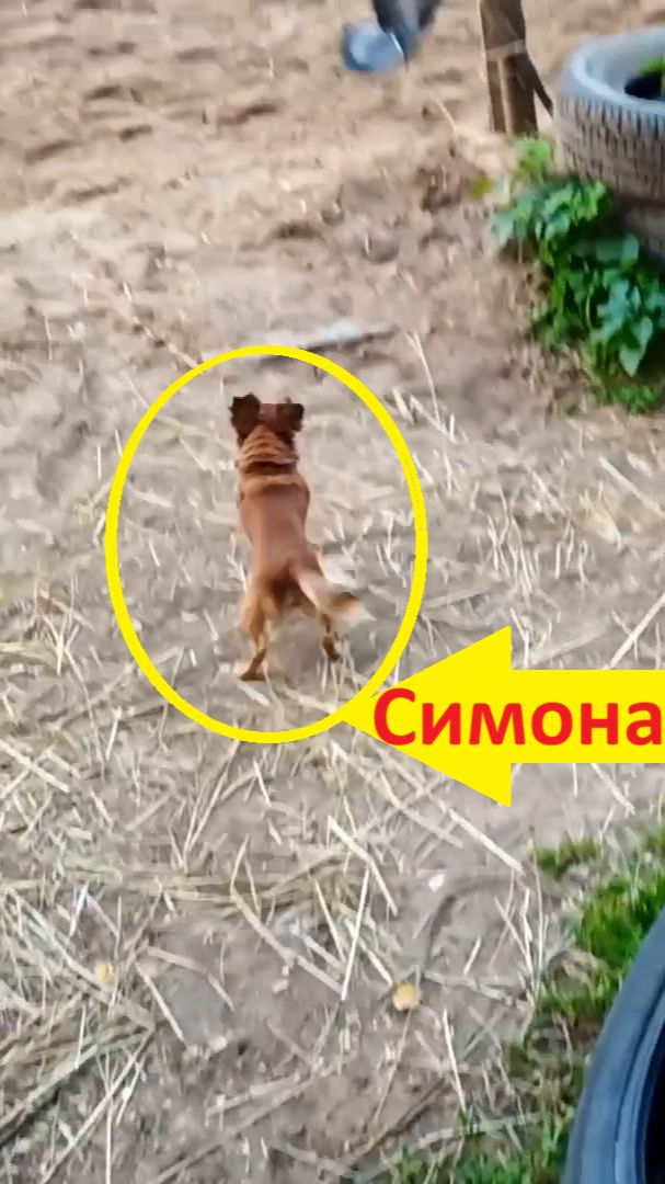 Наш маленький охранник