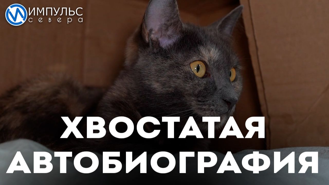 Хвостатая автобиография: кошка Фаина о своём пути доверия к людям