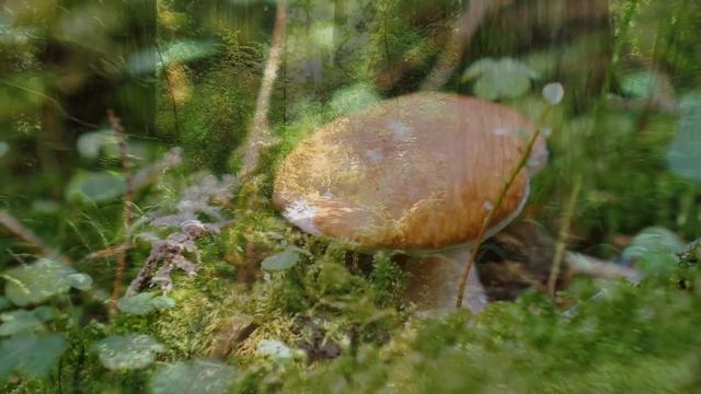 Соловушка // Музыкальная палитра // Надежда Шишкина