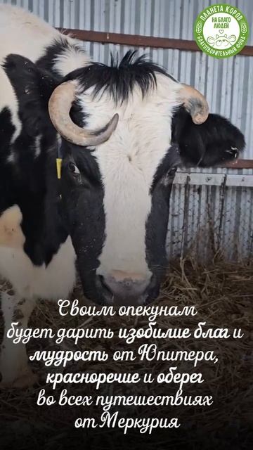 День рождения коровушки Юли!