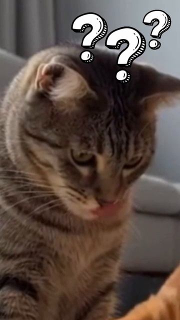 Рыжий, не наглей 🐱