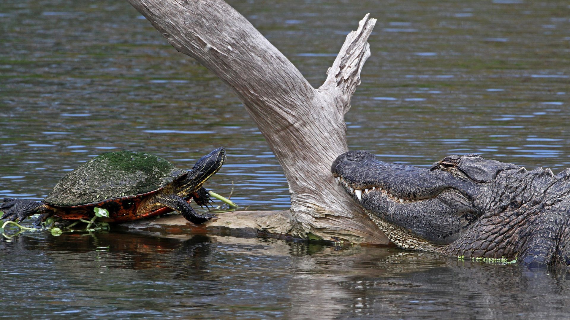 Журнал скорпион -59