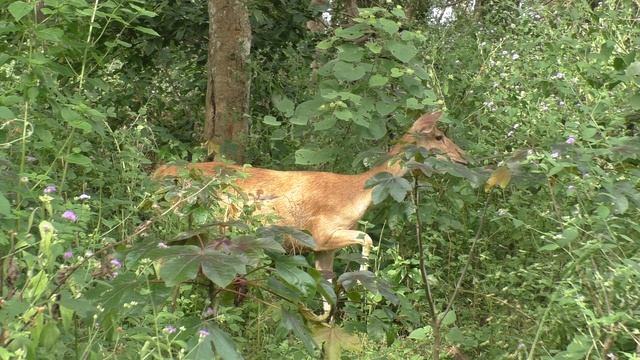 Серебряное копытце на Menjangan