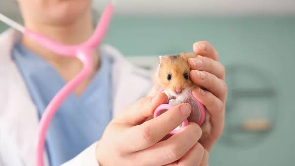 Болезни хомяков🐹.Часть 2