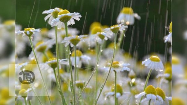 Цветы после утреннего дождя.