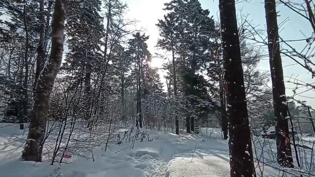 Обеденная прогулка. 4 февраля.mp4