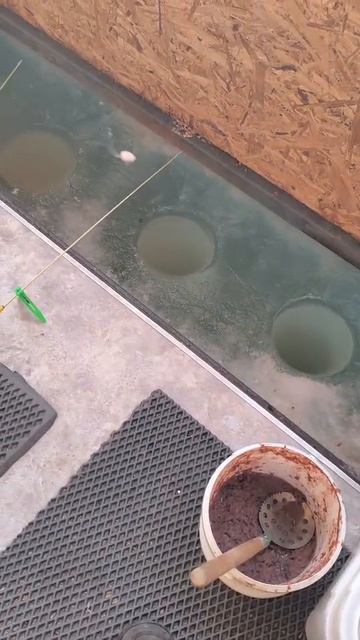 Корюшка идёт на Дракона и Икса от Mr. Musurok — взрывной улов в Лазарево!