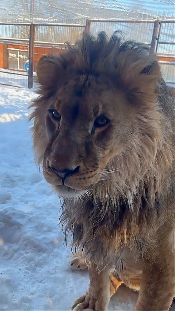 Лев ШЕРХАН. Поцелуй для Киары. #шерхан_тайган #шерхан #лев  #lion  #юмор #animals #shortvideo